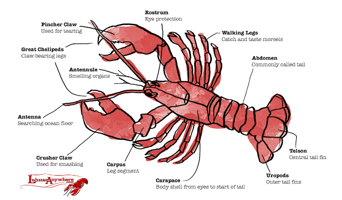 What are the 5 edible parts of a lobster?