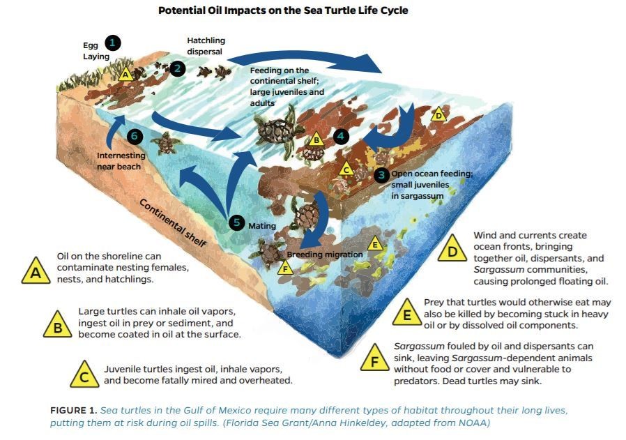 What are the 5 effects of oil spills?