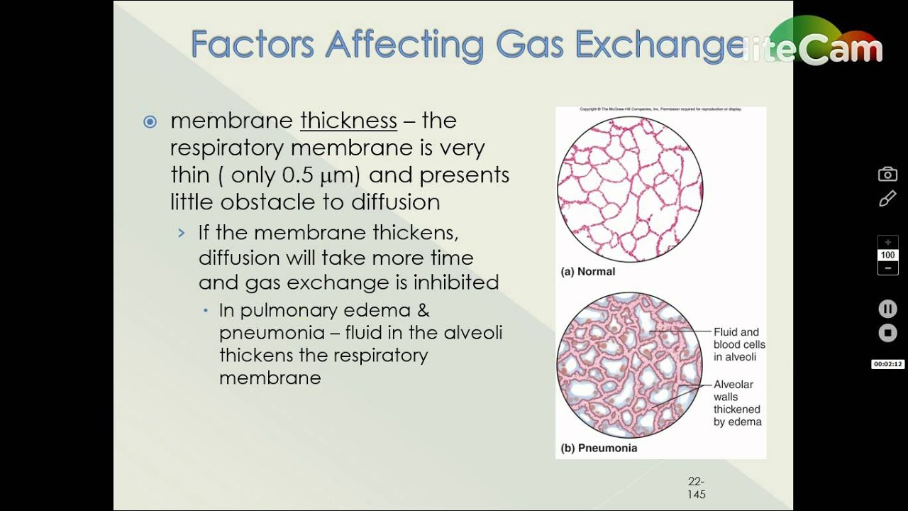 What are the 5 factors that affect gas exchange?