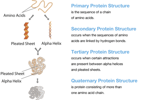 What are the 5 major types of proteins?