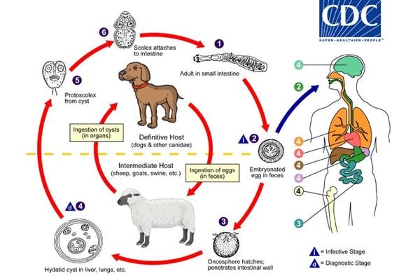 What are the 5 most common parasites?