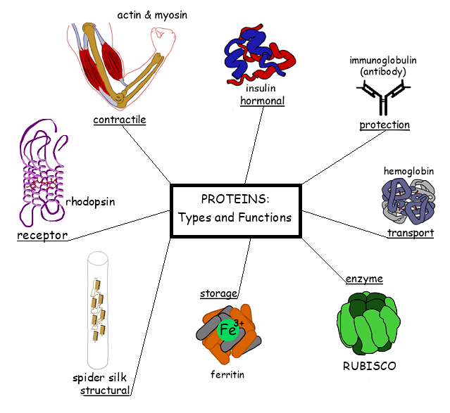 What are the 5 protein functions?