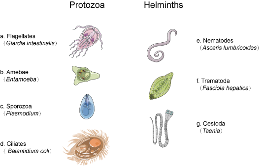 What are the 5 types of parasites?