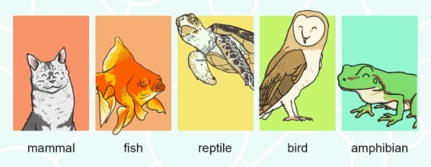 What are the 5 types of vertebrates?