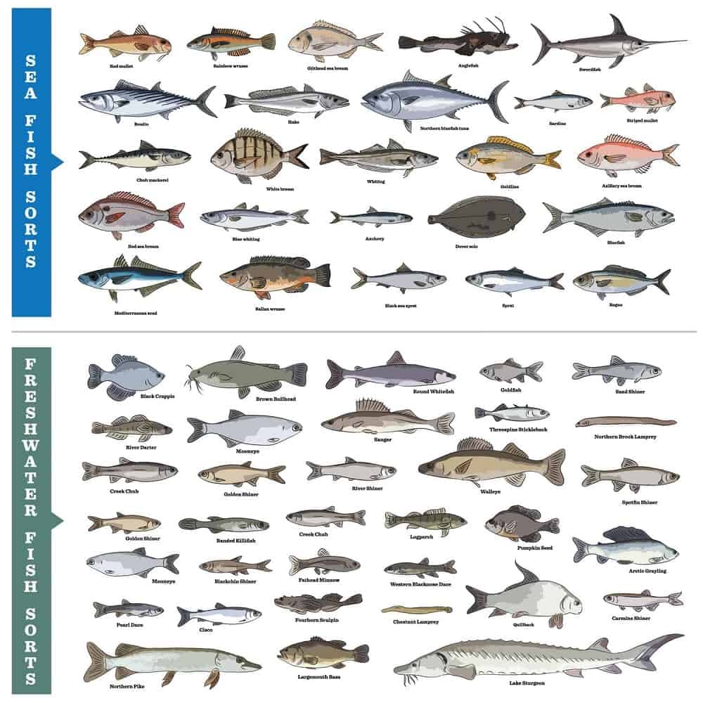 What are the 5 varieties of fish?