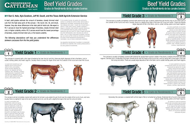 What are the 5 yield grades of beef?
