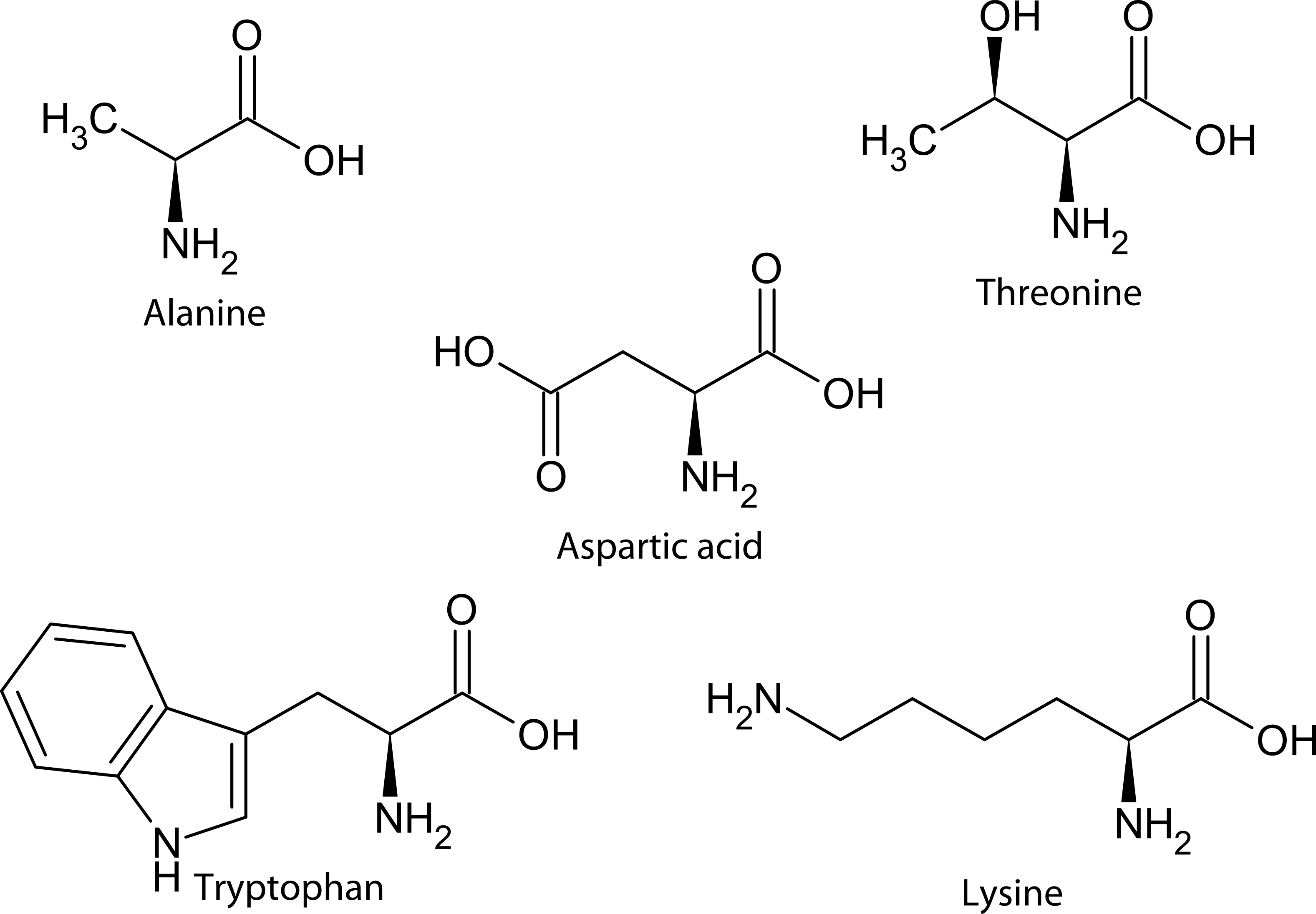 What are the 6 amino acids?