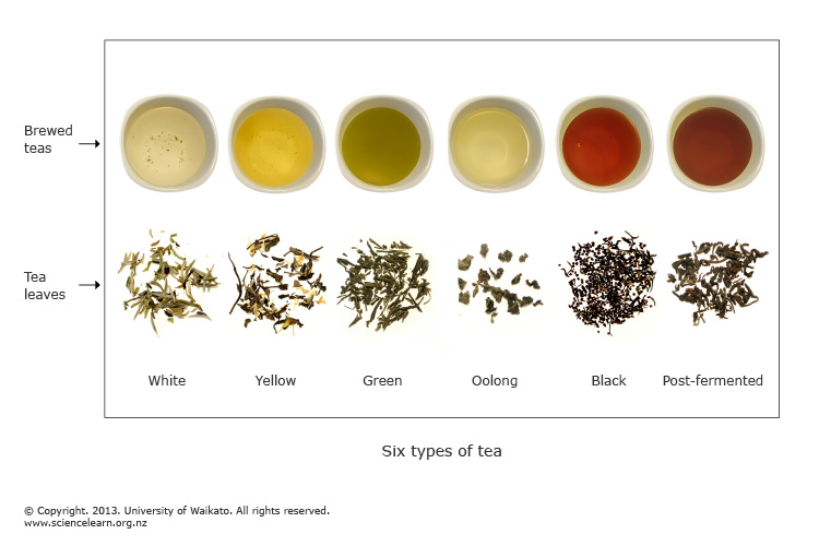 What are the 6 different types of tea?