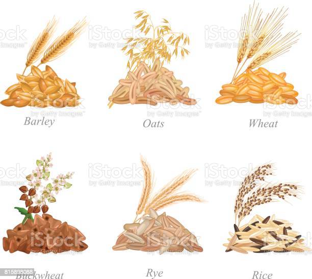 What are the 6 main cereals?