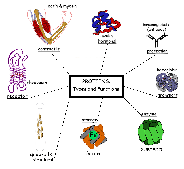 What are the 8 functions of proteins?