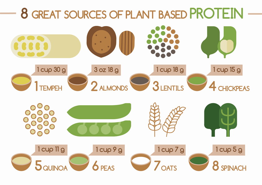 What are the 8 sources of protein?