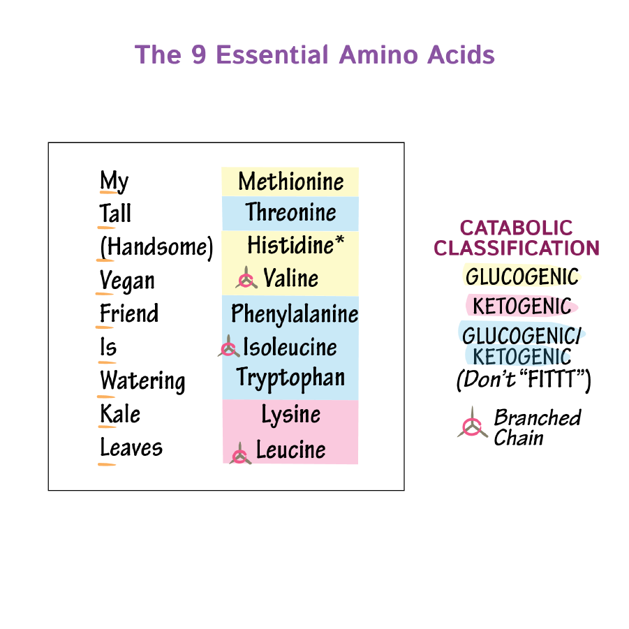 What are the 9 necessary amino acids?