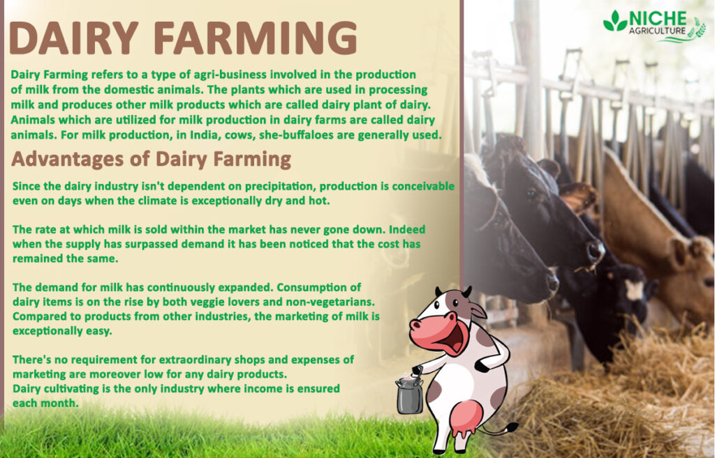 What are the advantages and disadvantages of dairy farming?