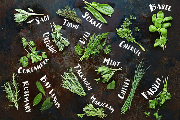 What are the basic herbs?