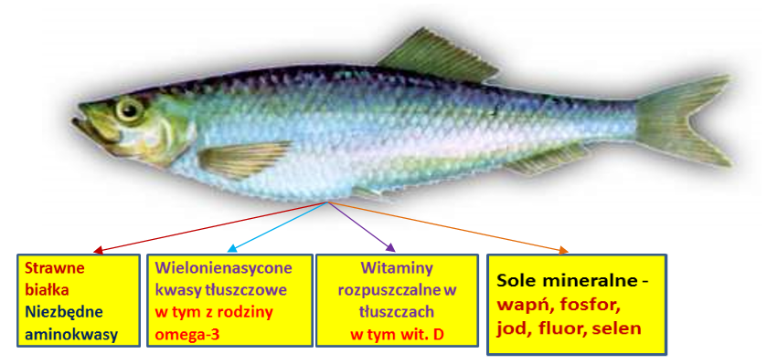 What are the basic nutrients needed by fish?