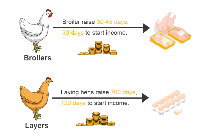 What are the benefits of broiler raising?