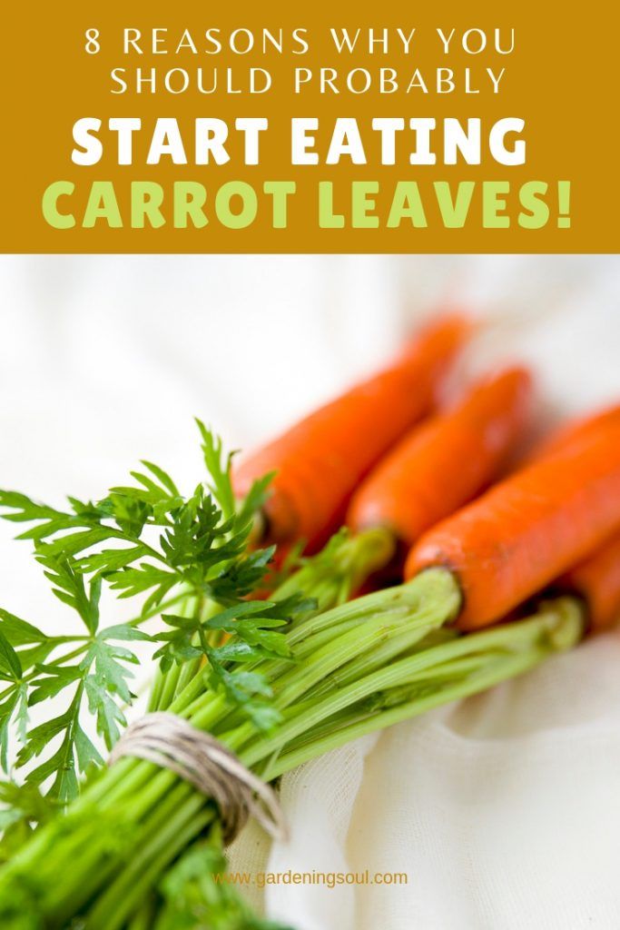 What are the benefits of Carrot leaves?