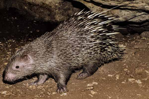 What are the benefits of eating porcupine?