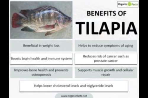 What are the benefits of eating tilapia?