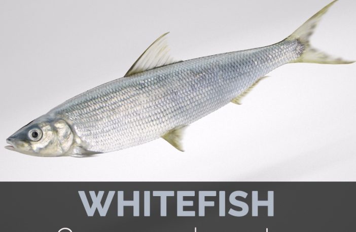 What are the benefits of whitefish?
