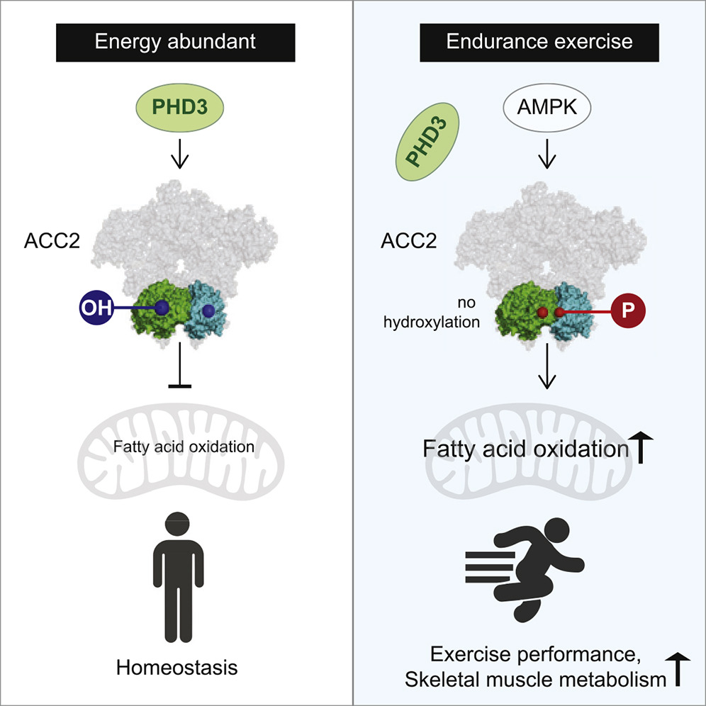 What are the best fatty acids for endurance sports?