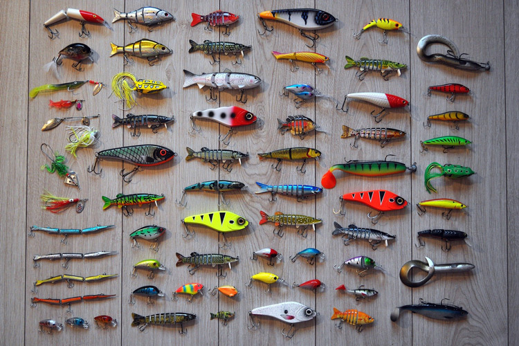 What are the best fish to catch when fishing for bait?