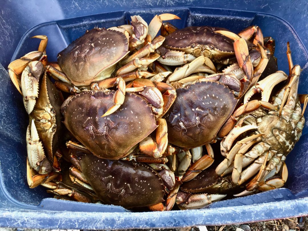 What are the best months to eat Dungeness crab?