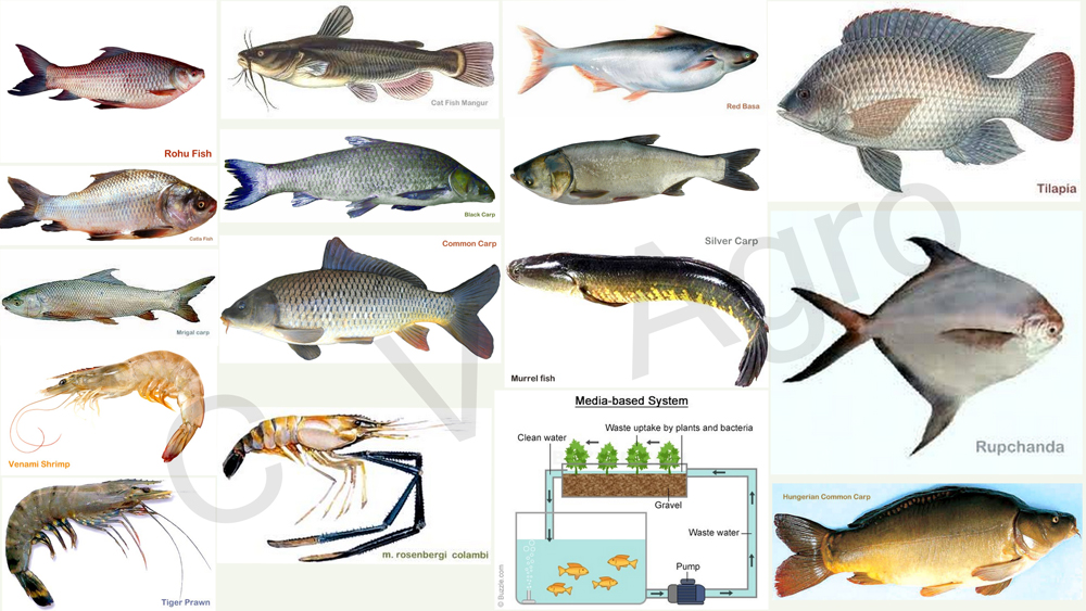 What are the best types of fish for farming?