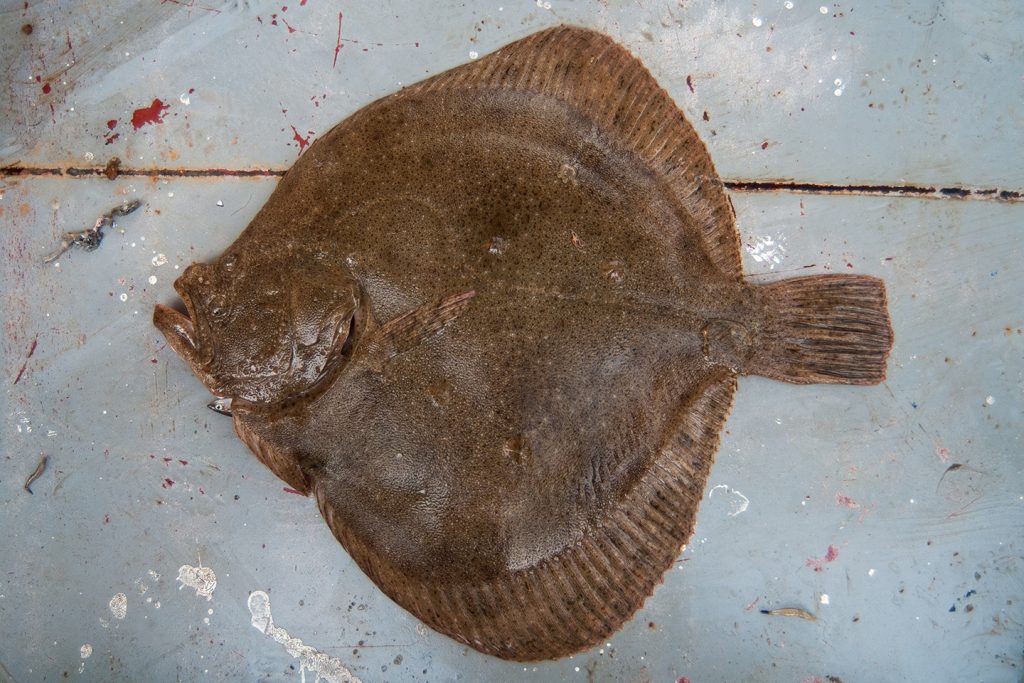 What are the big flat fish called?