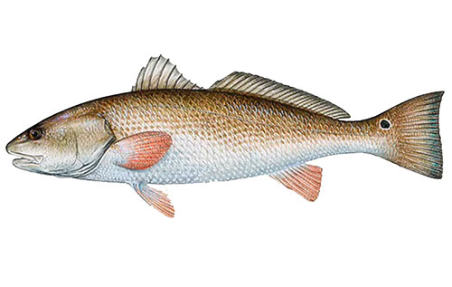 What are the black spots on a redfish?