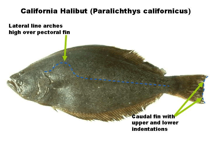 What are the California Pacific halibut regulations?