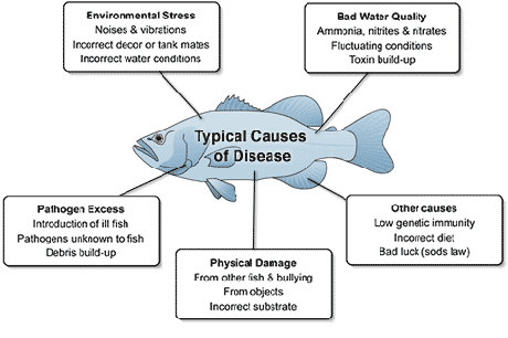 What are the causes of fish diseases?