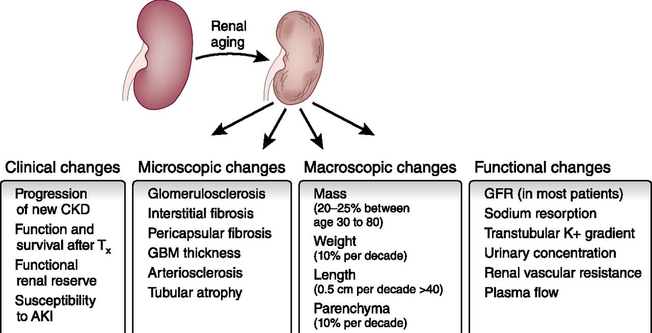 What are the causes of kidney failure in the elderly?