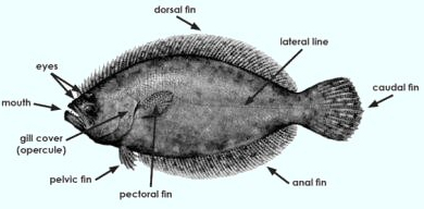 What are the characteristics of a flounder?