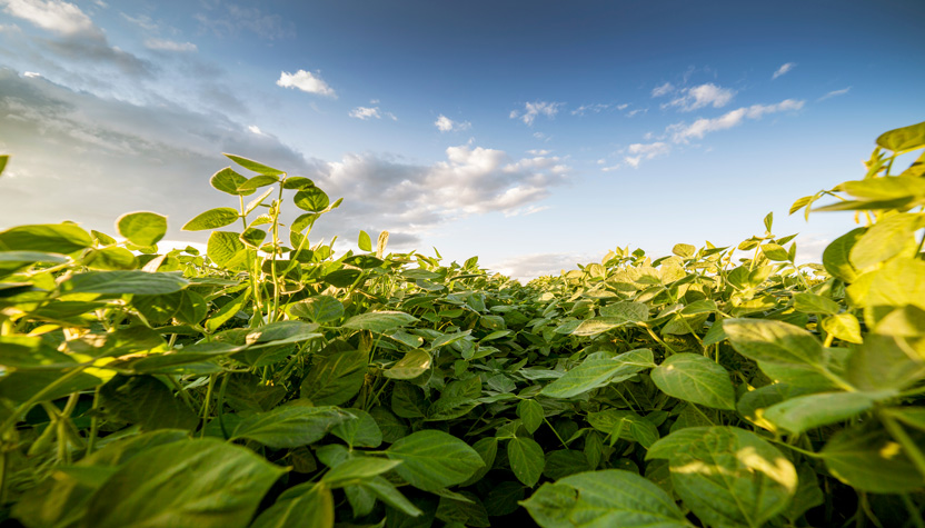What are the cons of genetically modified soybeans?