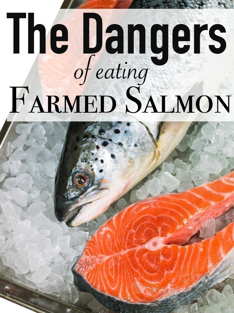 What are the dangers of eating farmed salmon?