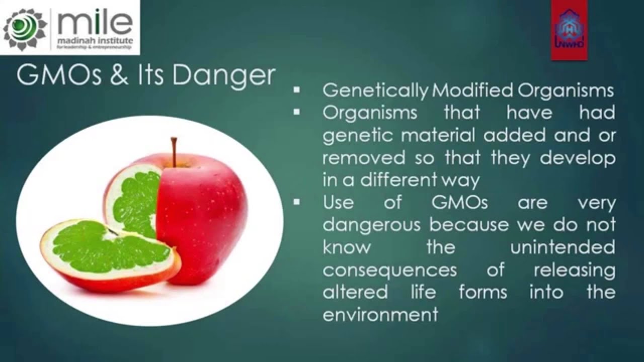 What are the dangers of genetically modified food?