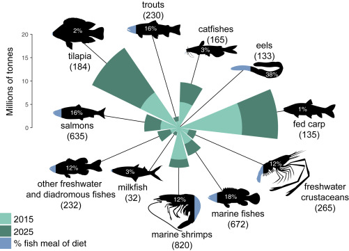 What are the diets of fish?