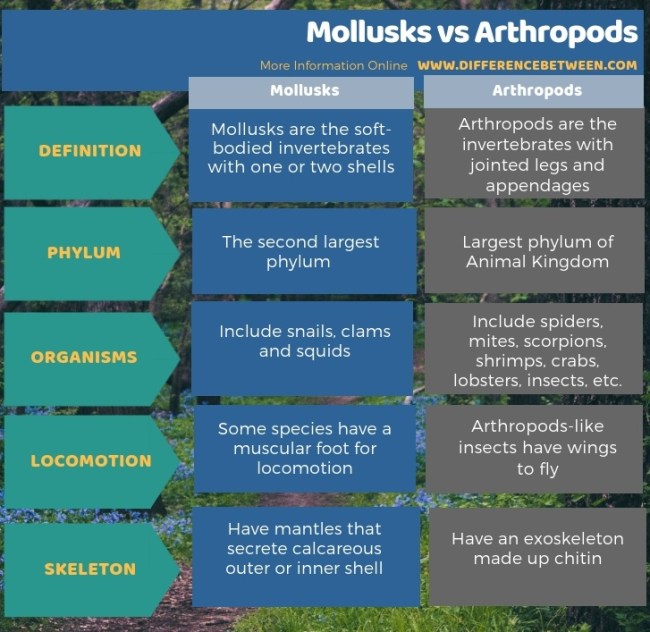 What are the differences between mollusks?