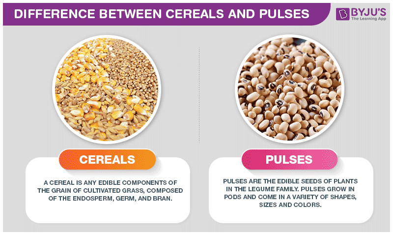 What are the differences between pulses and grains?
