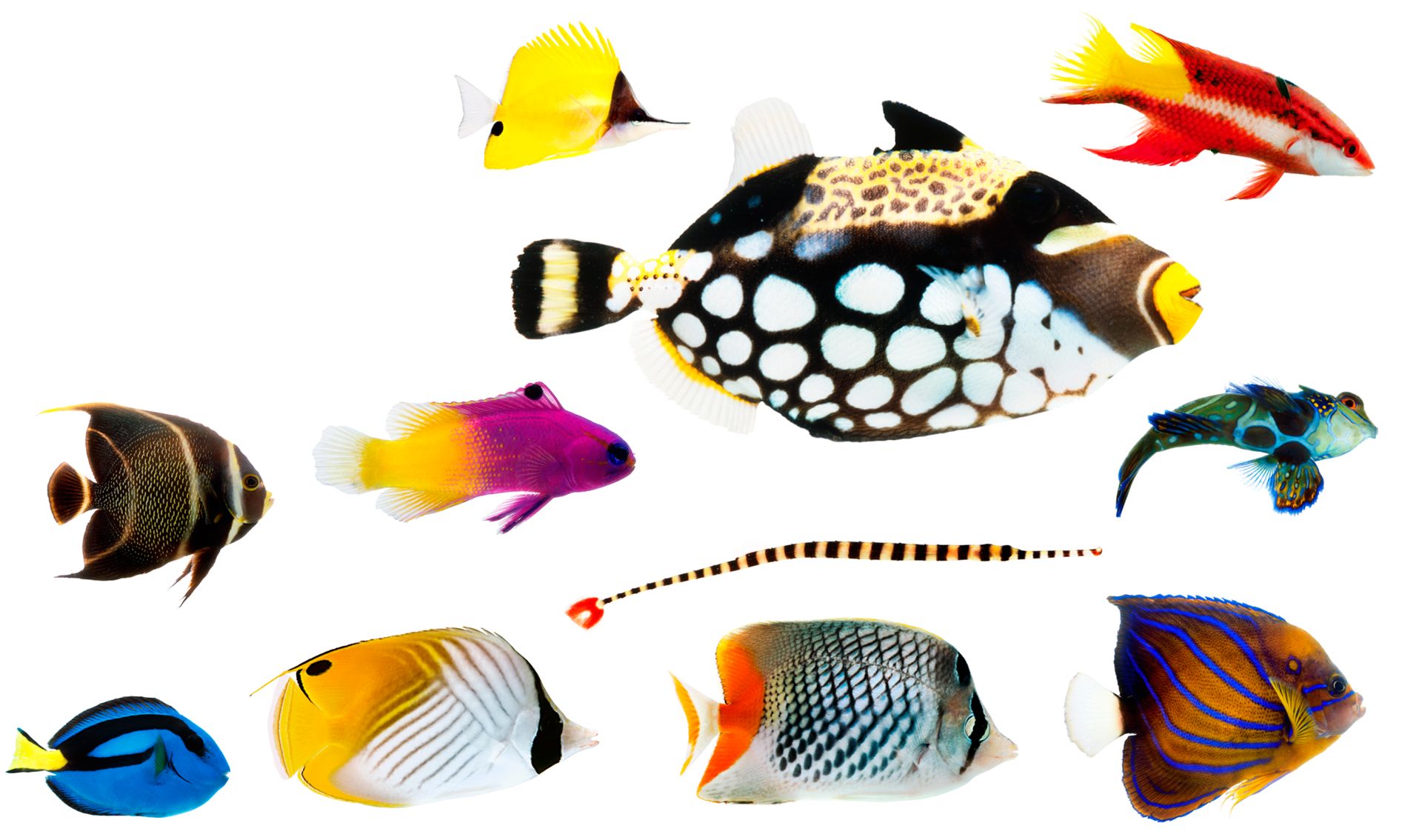 What are the different colors of fish?