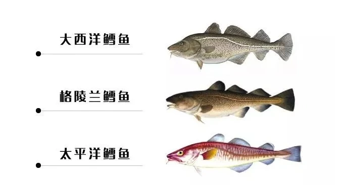 What are the different kind of cod?