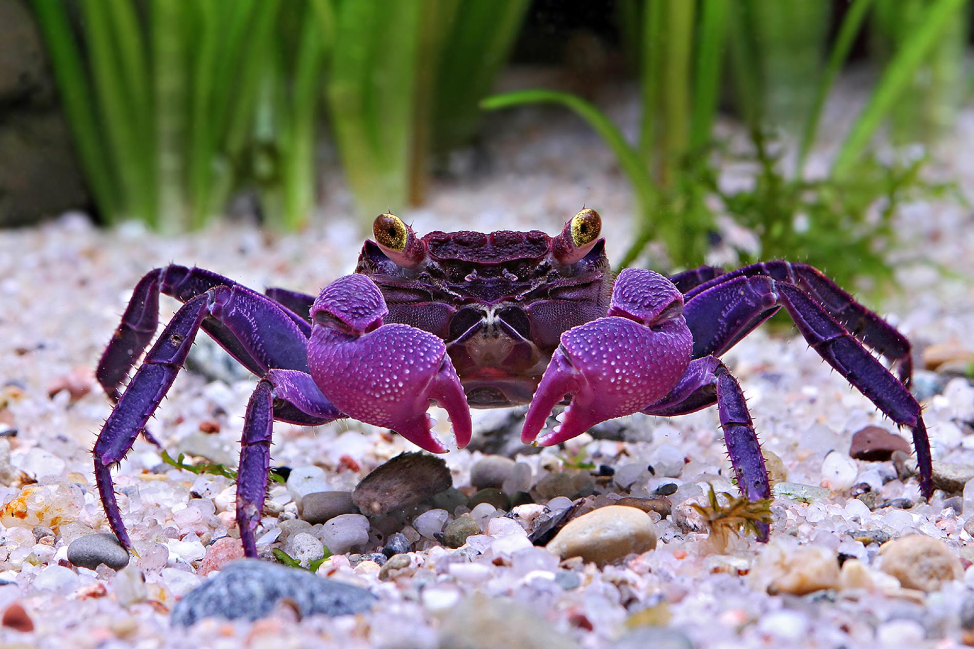 What are the different types of crabs for pets?