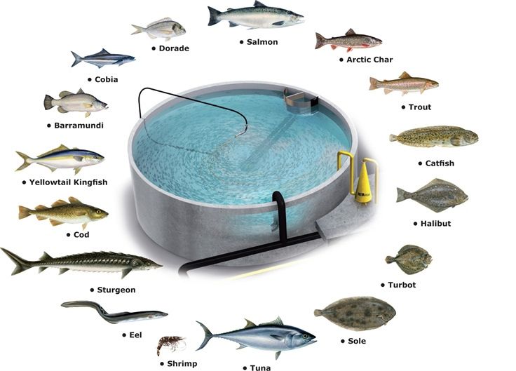 What are the different types of farmed fish?