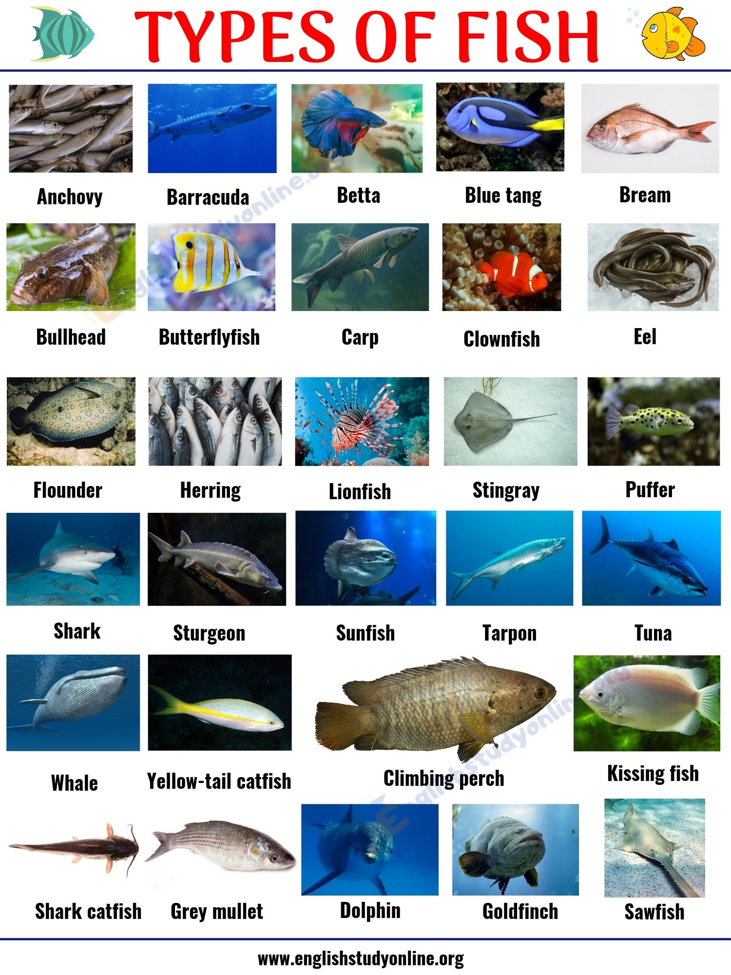 What are the different types of fish called?