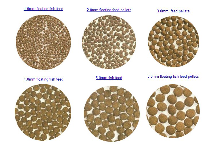 What are the different types of fish feed?