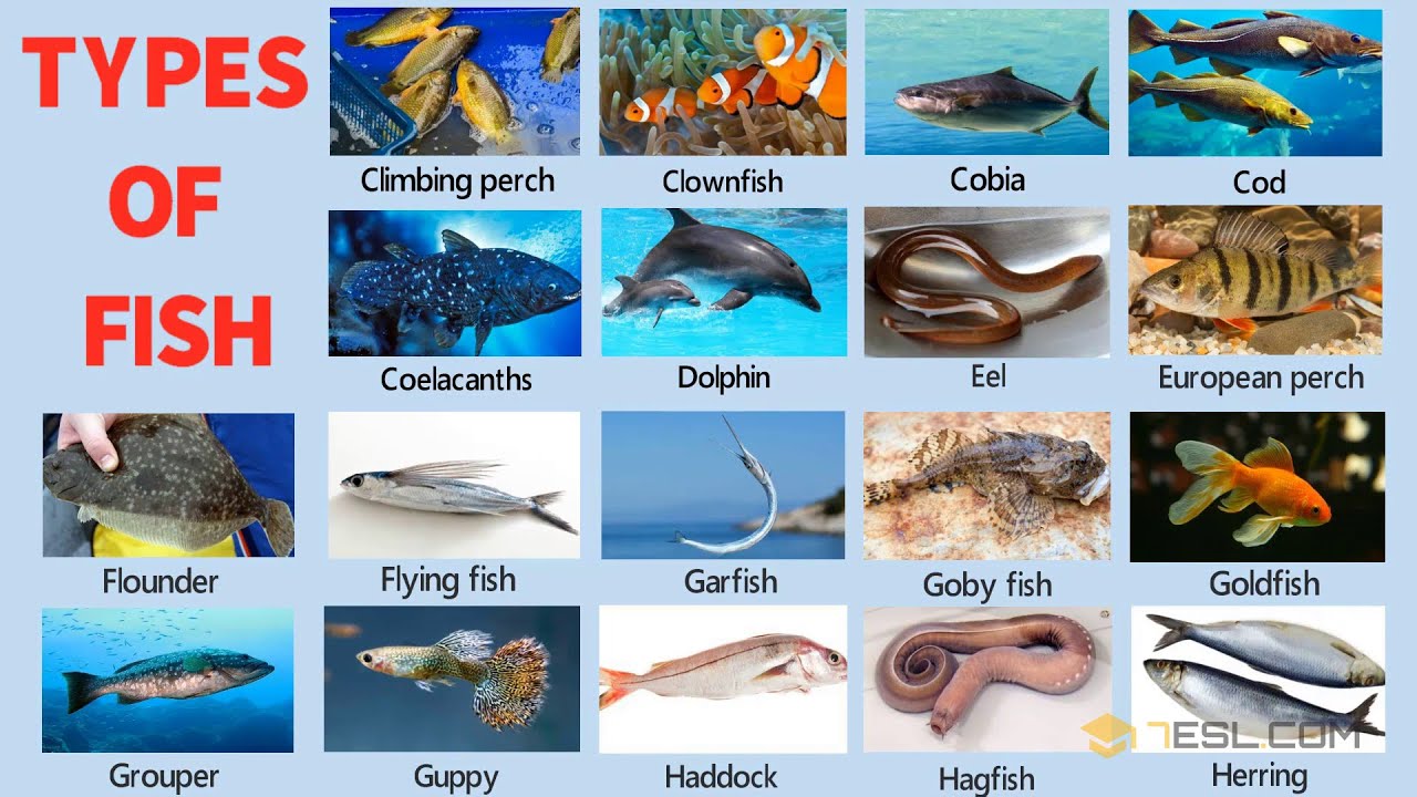 What are the different types of fish in fish vocabulary?