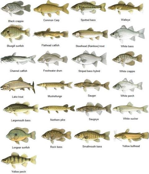 What are the different types of fish in fishing?