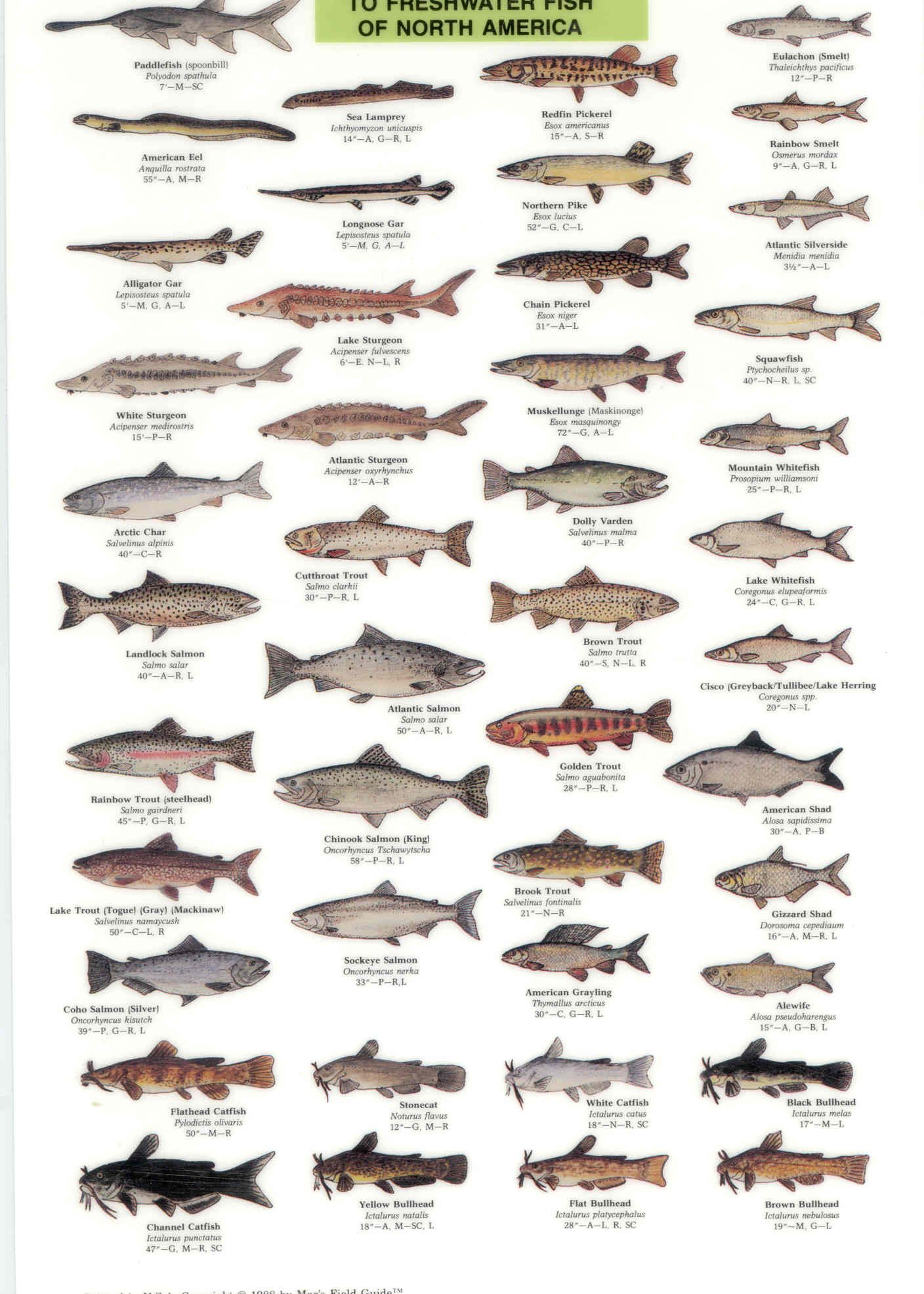 What are the different types of fish in the US?