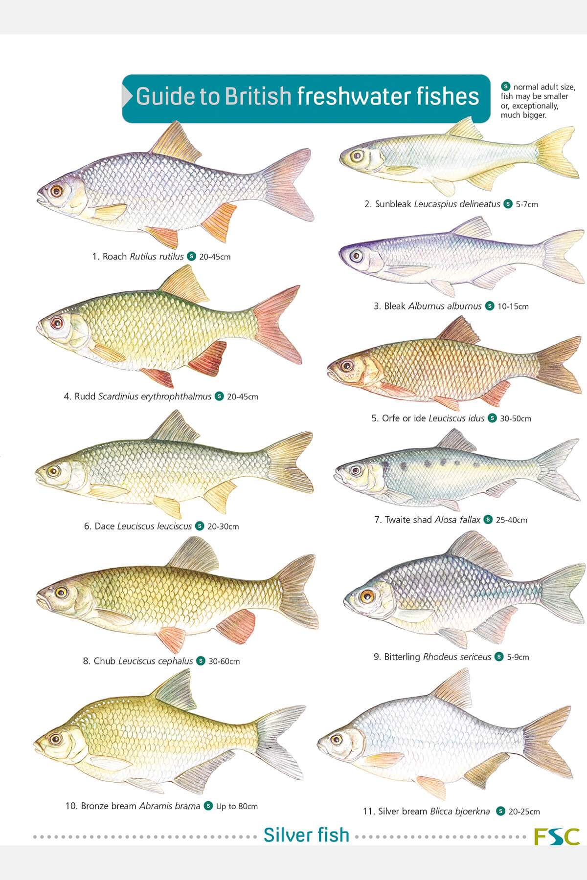 What are the different types of fish used in Britain?